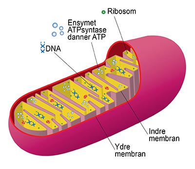 Cellebiologi – Biologiskolen