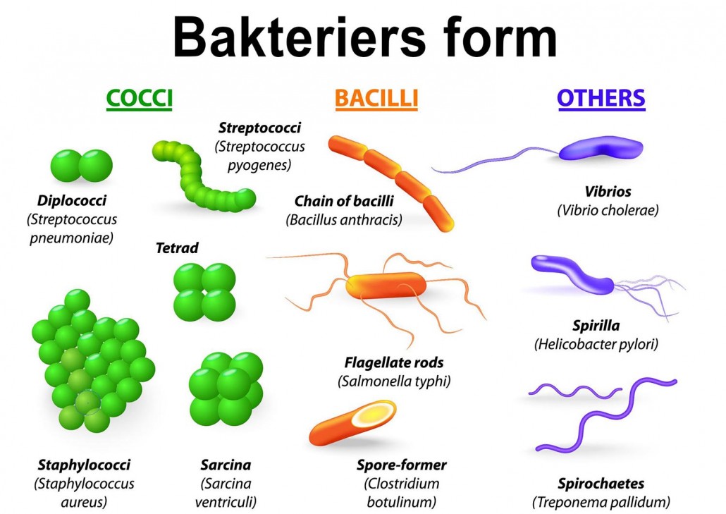 Cellebiologi – Biologiskolen