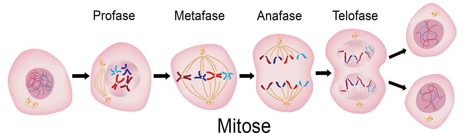 Cellebiologi – Biologiskolen