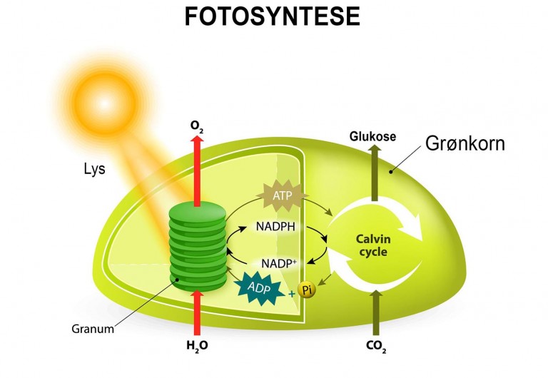Cellebiologi – Biologiskolen