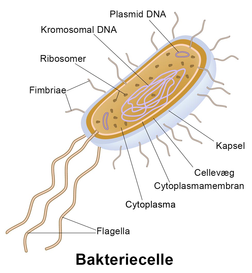 Cellebiologi – Biologiskolen
