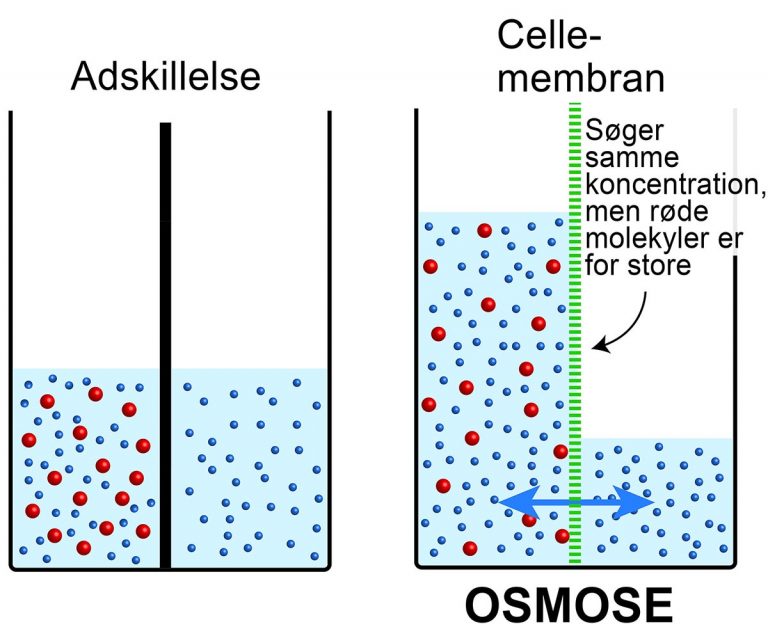Cellebiologi – Biologiskolen