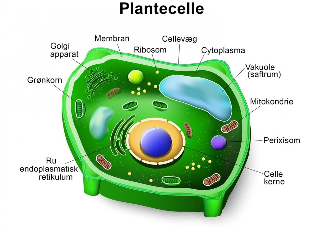 Cellebiologi – Biologiskolen