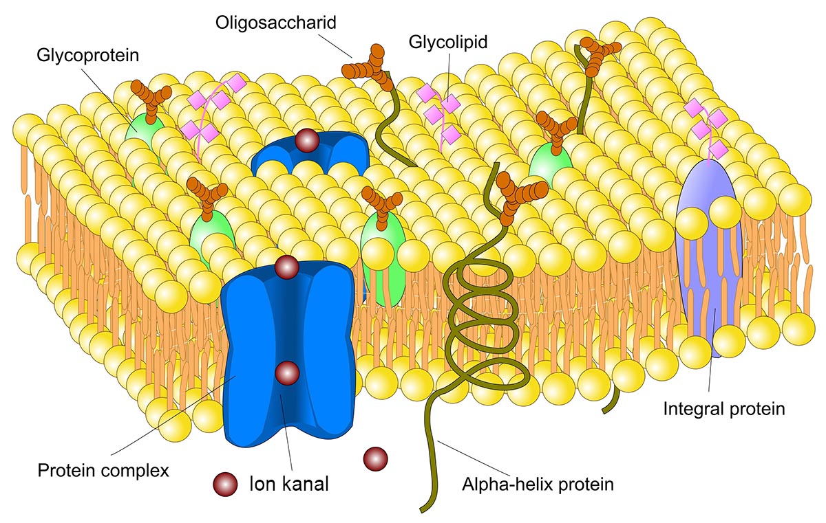 Immunsystemet – Biologiskolen