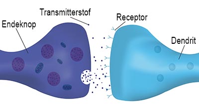 Hormoner og nerver – Biologiskolen