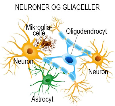 Hormoner og nerver – Biologiskolen