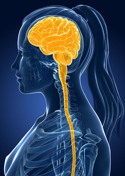 Hormoner og nerver – Biologiskolen