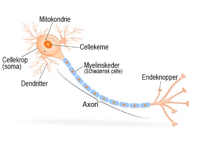 Hormoner og nerver – Biologiskolen