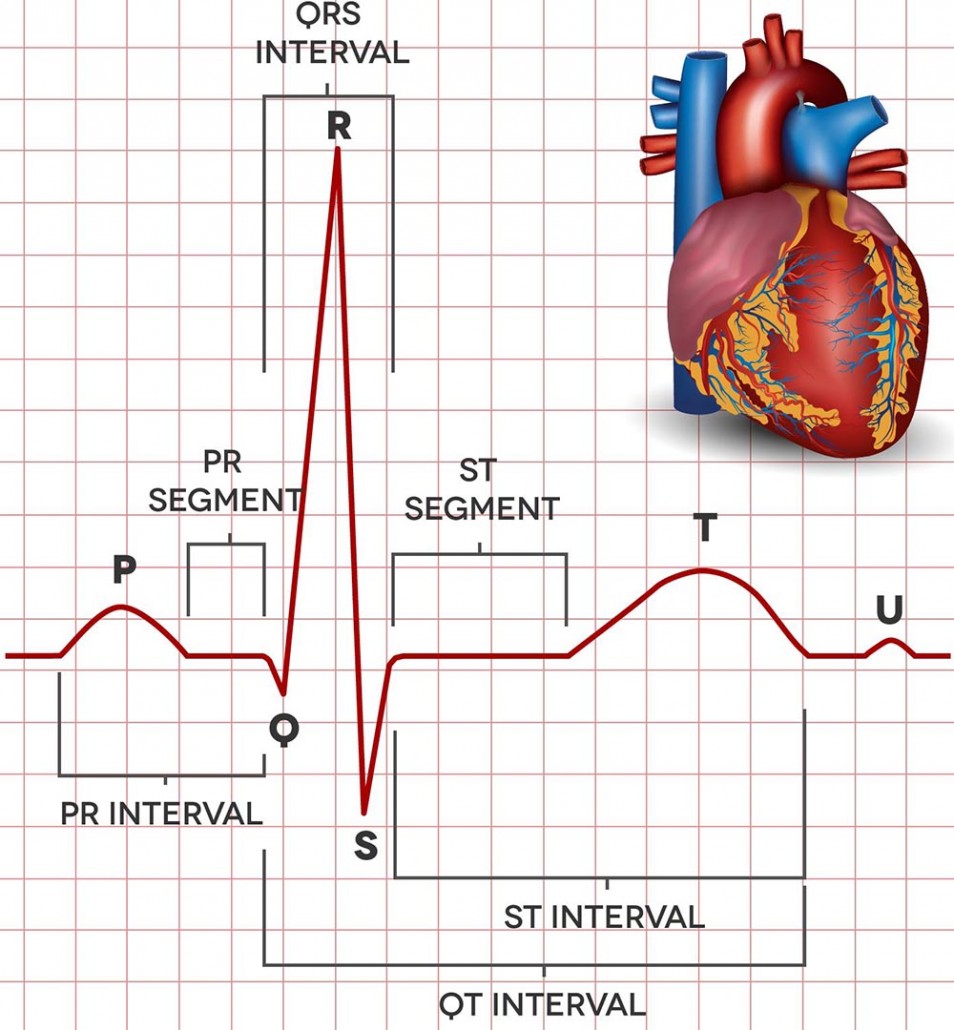 Hjerte, lunger og kredsløb – Biologiskolen