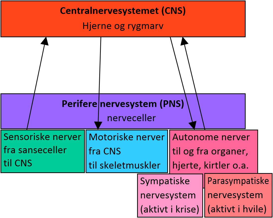 Hormoner og nerver – Biologiskolen